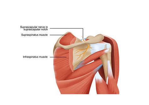 Suprascapular Fossa Scapula An Overview Sciencedirect Topics