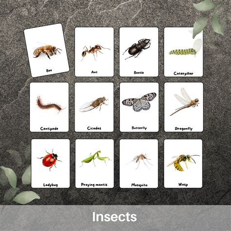 Learning Insects In English 20 Real Pictures Montessori Cards Nomenclature Flashcards Pdf