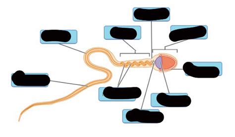 Diagram 2 Diagram Quizlet