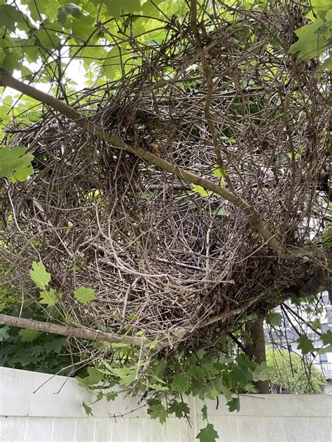 Do Or Not Do…get Rid Off This Thats The Question R Landscaping