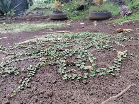 Evolvulus Nummularius Convolvulaceae