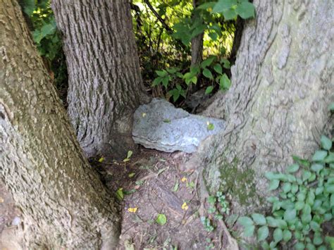 A Threesome Emerges R TreesSuckingOnThings A Threesome Emerges R TreesSuckingOnThings