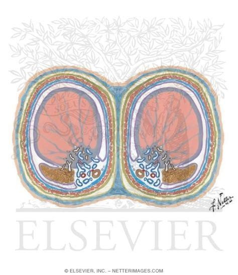 Cross Section Through Scrotum And Testes