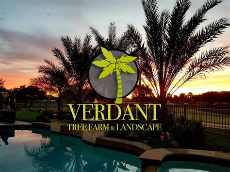 Tree Spotlight Medjool Date Palm Verdant Tree Farm Houston Tx