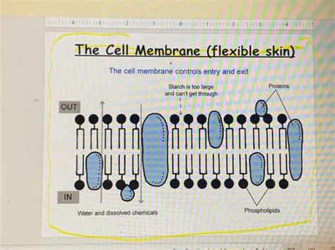 Diffusion And Osmosis Flashcards Quizlet