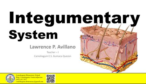 Integumentary Systempptx