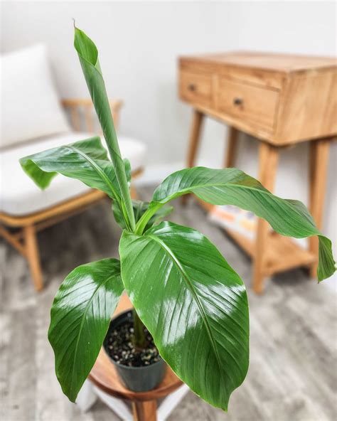 Basjoo Banana Tree Plantvine