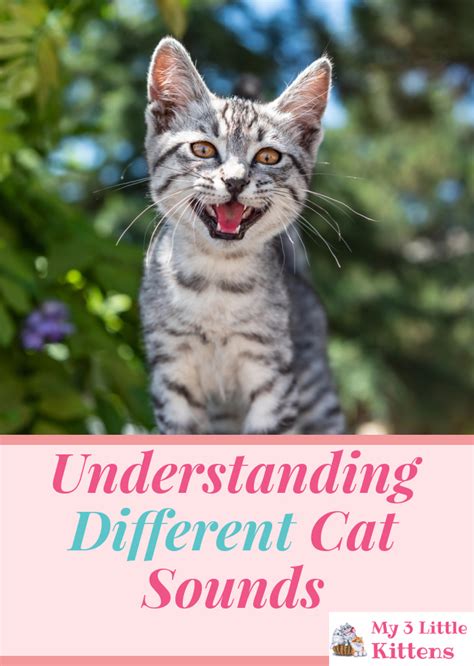Understanding Different Cat Sounds My 3 Little Kittens