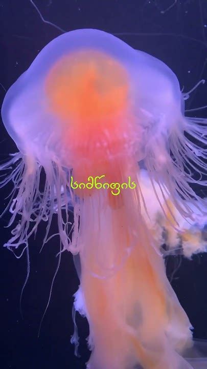 საოცარი ფაქტები 3 Youtube