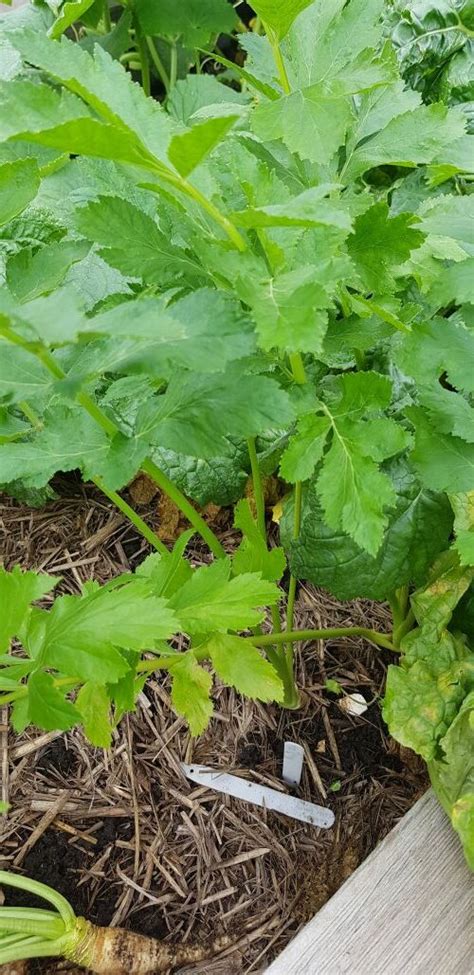 Parsnip ‘hollow Crown Permaculture Sydney West Est 2012 Parsnip ‘hollow Crown Permaculture Sydney West Est 2012