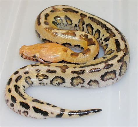 Super Stripe Het Ultra Borneo Short Tail Python