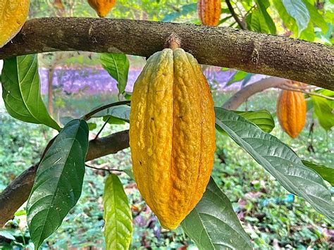 Revitalising Nigerias Cocoa An Analysis Of The Proposed National Cocoa Management Board