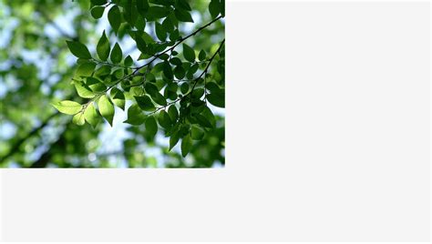 CreateJS での画像の表示方法 ICS MEDIA