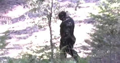 Sasquatch Footage Wfaa Heres A Still From The Footage Of An