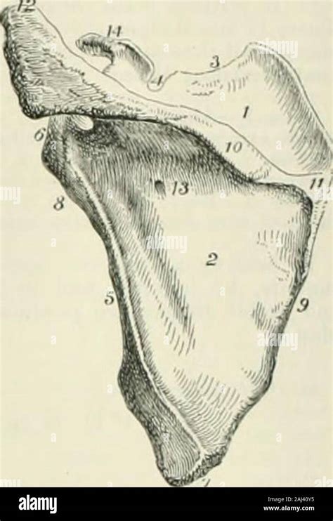 Scapula Infraspinous Fossa