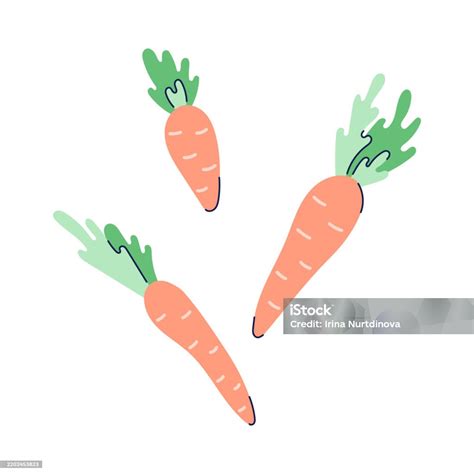 초록색 상의를 가진 당근 3개 세트 신선한 야채를 손으로 뽑았습니다 부분적인 윤곽선이 있는 평면 그림 고립된 벡터 일러스트레이션 0명에 대한 스톡 벡터 아트 및 기타 이미지