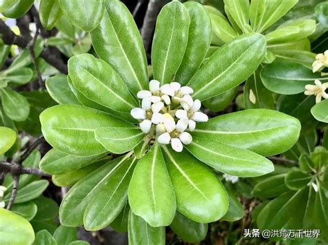 七里香花图片大全海桐又名七里香 说明书网