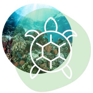 Facts Figures CitiesWithNature