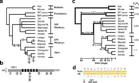 Evolutionary Fate Of The Trpc2 Gene A Inferred Time Of Occurrence Of