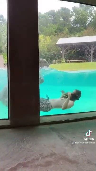 Крутое видео с Тигром 👍😻 Короткие видел Shorts Youtube