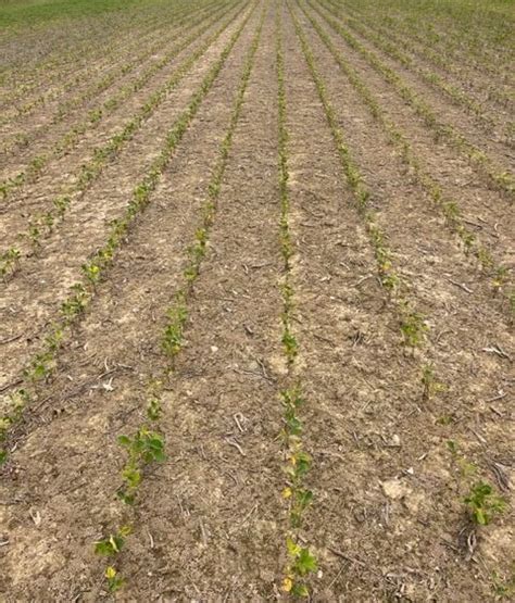 Pre Emerge Herbicide Injury In Soybean Ut Crops News