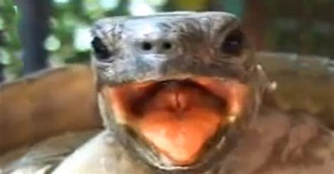 Turtle Noise Album On Imgur