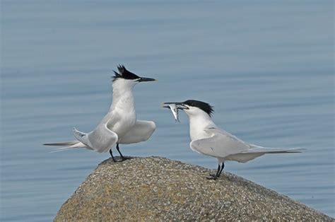 Common Tern Birdwatch Ireland