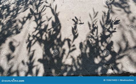 Monochrome Shadows From Willow Tree Foliage Stock Image Image Of Dark Shape 153619453