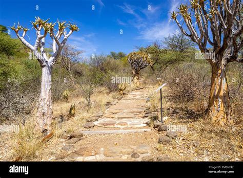 Nature Of Namibia Different Types Of Trees And Shrubs Found In Namibia