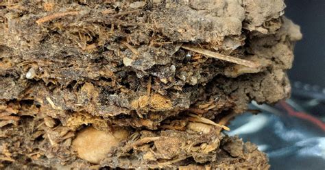 Ancient Pack Rat Nests Could Offer Snapshots Of Earths Past Cnet