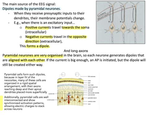 Lec 3 Eeg And Meg Notes Flashcards Quizlet