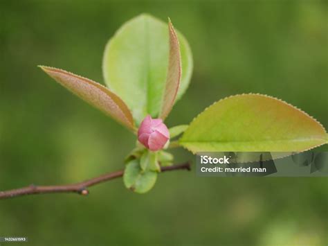 목련은 아열대 도시의 공원에서 꽃을 피운다 화창한 봄날 나뭇가지에 분홍색 목련 꽃잎이 녹색 잎을 배경으로 펼쳐집니다 상록 나무의 큰 향기로운 꽃과 새싹 0명에 대한 스톡