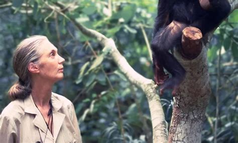 The Inspiring Story Of Jane Goodall And Gombe National Park