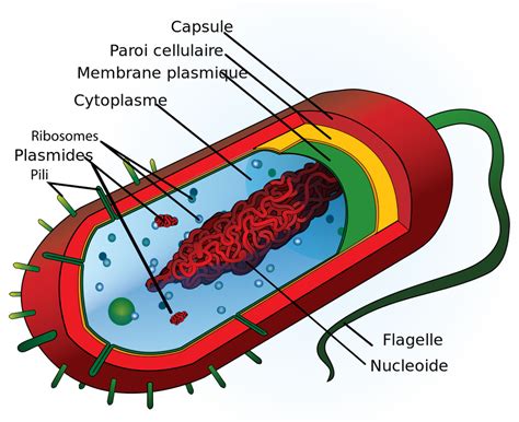 Structure D Une Bactérie Chtoby Pomnili