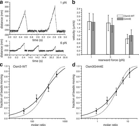 Single Wild Type OSM 3 And OSM 3G444E Are Processive Motors In An