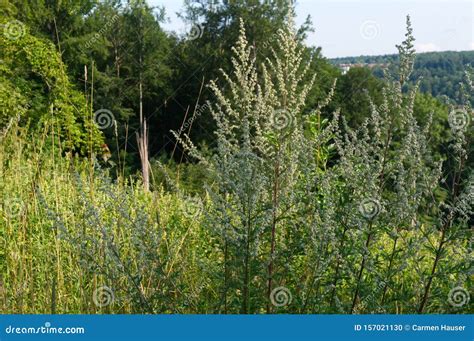 Common Mugwort Allergen Plant Artemisia Vulgaris Royalty Free Stock