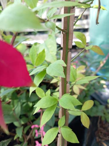 Lg 3ft Euonymus Alatus Compactus Flat Stalk Spindle Shrub Or Small