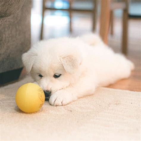 시고르자브종 분양 방법 성견 특징 알아봐요 네이버 블로그