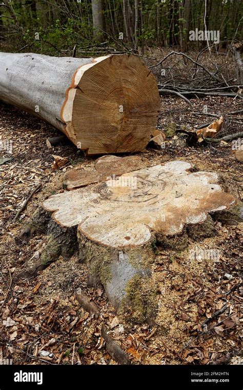 Tree Felling In The Forest Stock Photo Alamy