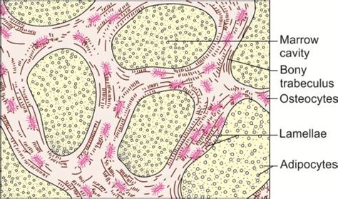 Spongy Bone Histology