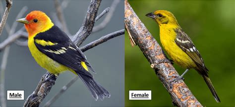 17 Birds That Are Yellow In Arizona Id Guide Bird Watching Hq