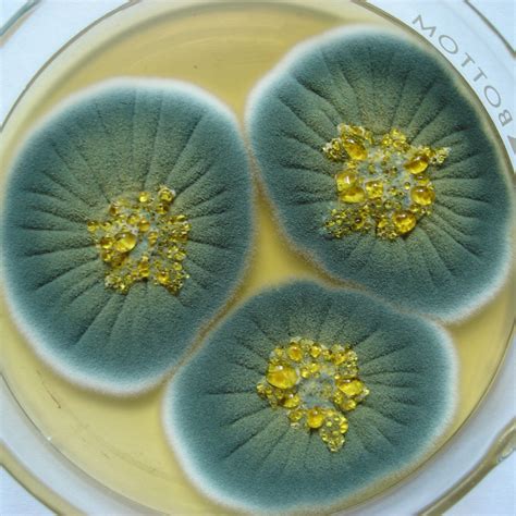 Hongo Penicillium Notatum