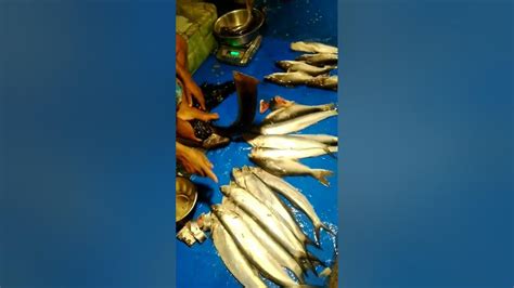 Fresh Ilish Mach 400 Taka Kg Youtube
