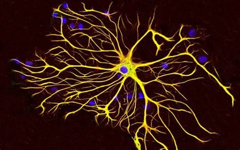 Astrocytes Play A Vital Role In Preventing Acidification Of The Brain Neuroscience News