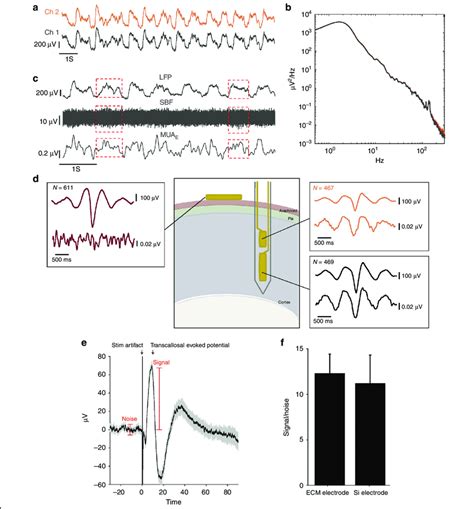 In Vivo Recording Of Spontaneous And Evoked Neural Activity With Download Scientific Diagram