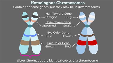 Homologous Chromosomes Labeled Homologous Chromosome Hi Res Stock