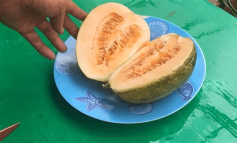 Pupuk Untuk Tanaman Blewah Bantu Maksimalkan Panen