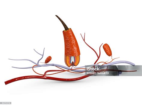 머리 전구 해부학 교육 포스터의 구조 3 차원 일러스트 레이 션 성장 개념에 대한 스톡 사진 및 기타 이미지 성장 개념