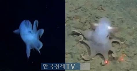 신종 공작거미 발견 귀요미 덤보 문어 그림포텔우티스