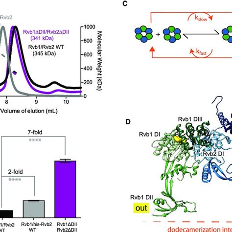 Structure Of The Aaa Atpase P97 A Schematic Domain Organization Of Download Scientific